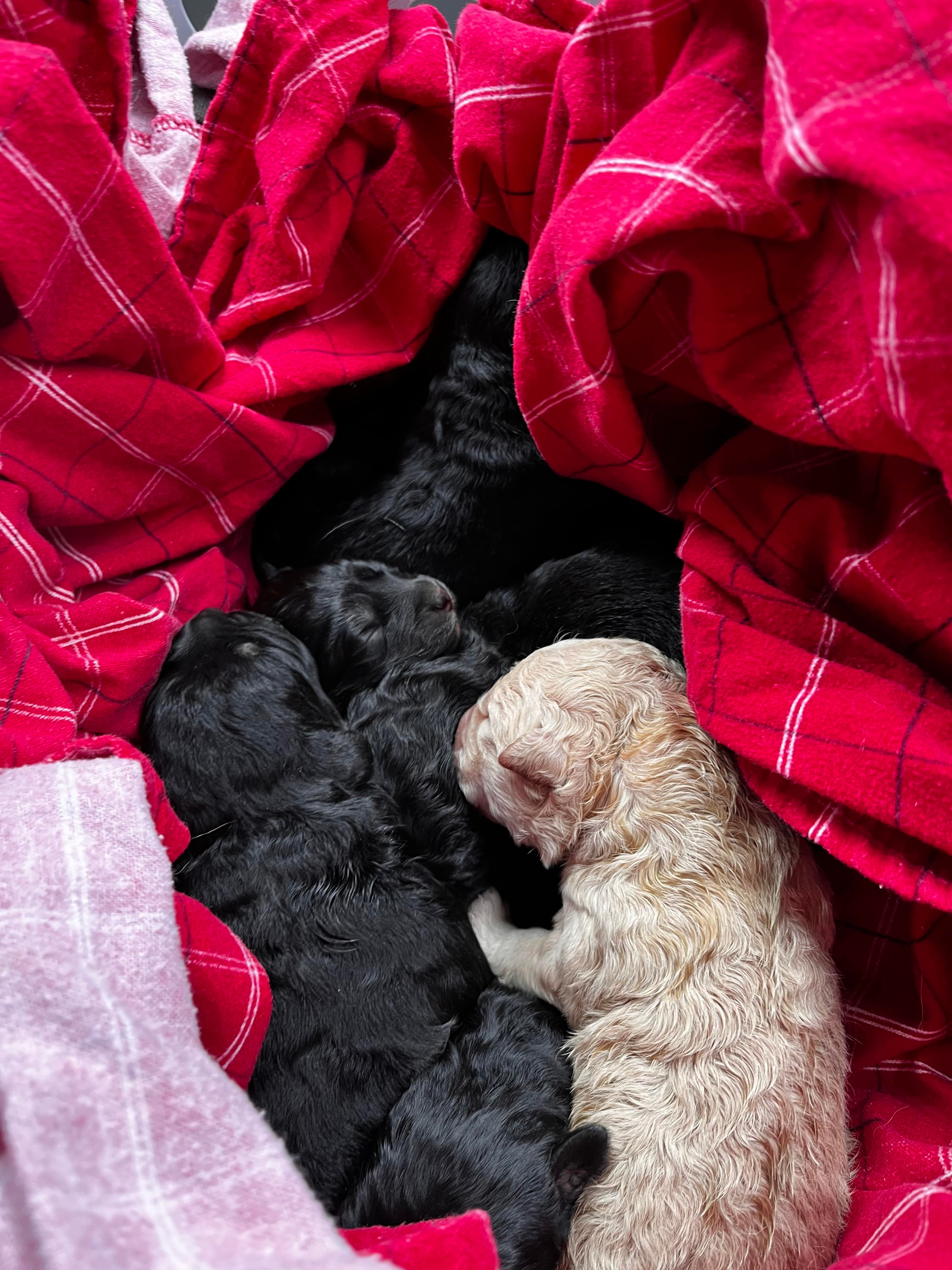 Sila Shepherd Club of America – Official North American Registry Since 2023
