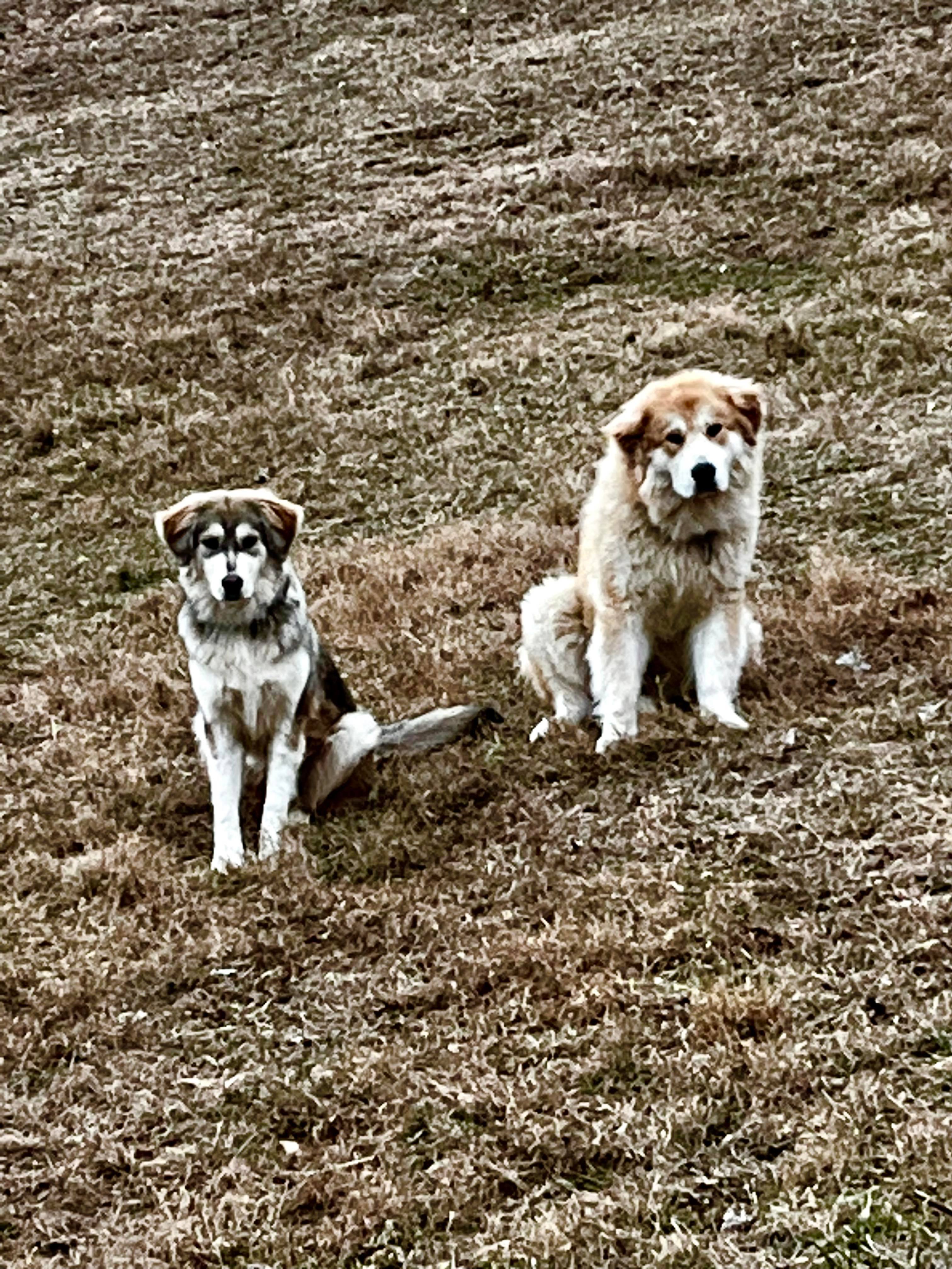 Sila Shepherd Club of America – Official North American Registry Since 2023