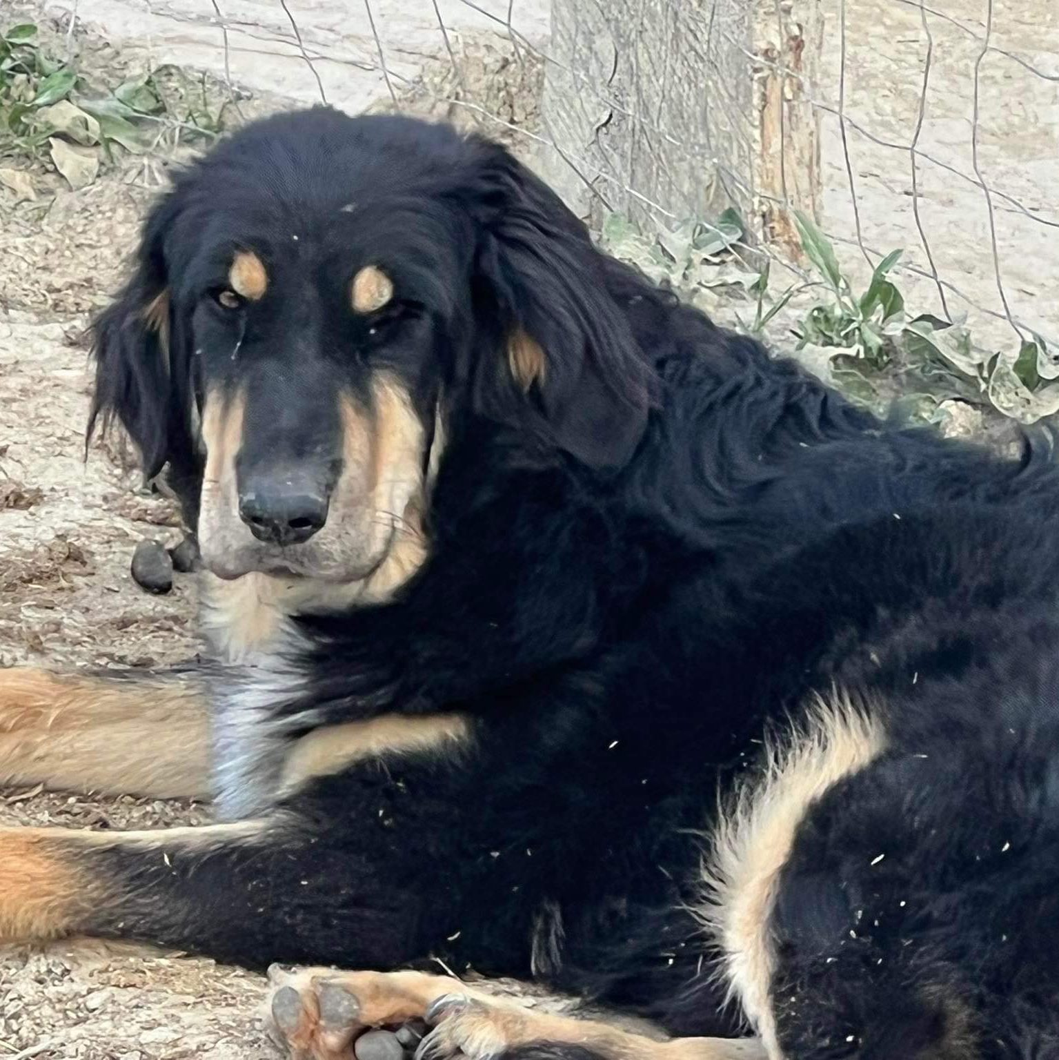 Sila Shepherd Club of America – Official North American Registry Since 2023