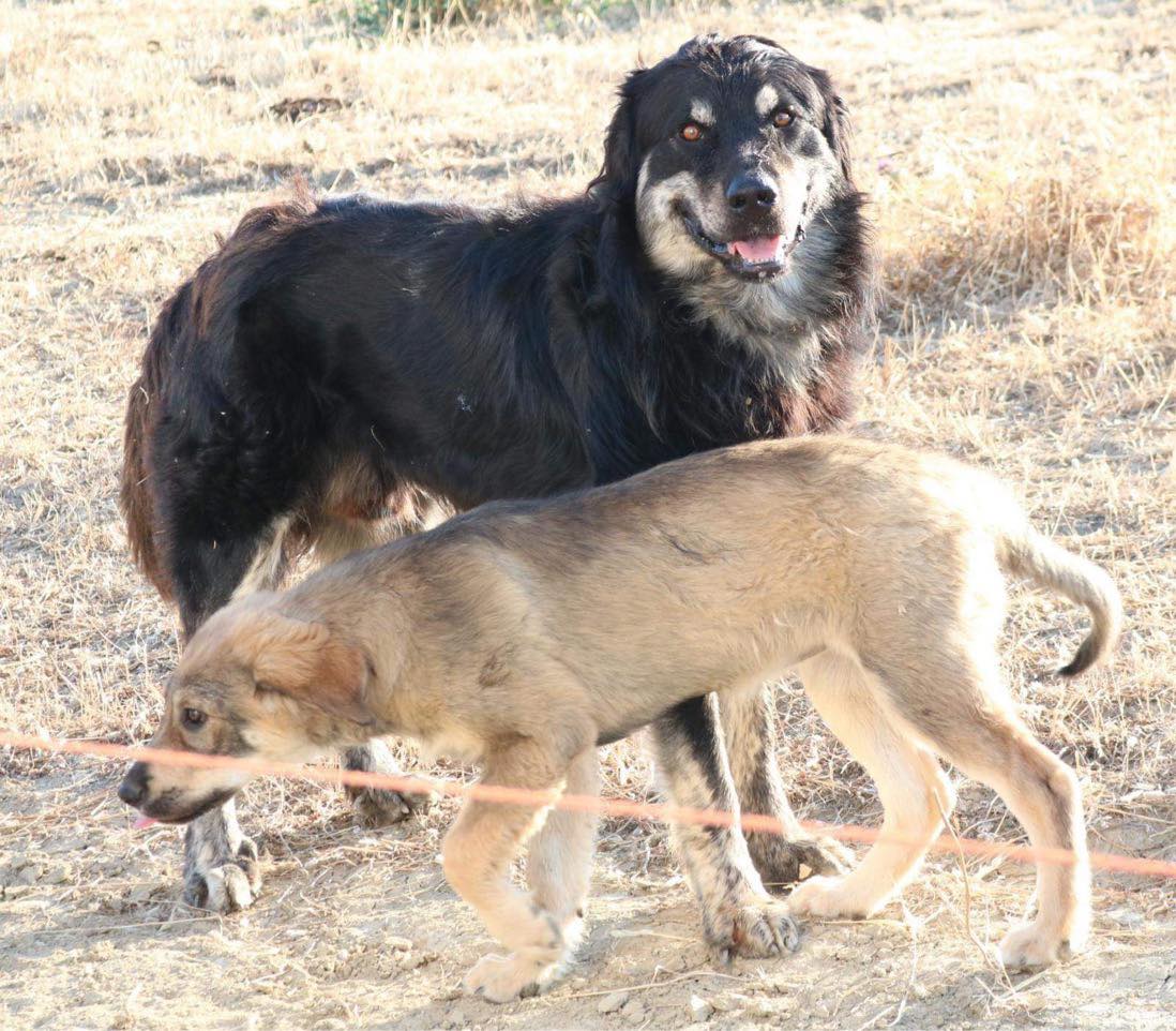 Sila Shepherd Club of America – Official North American Registry Since 2023