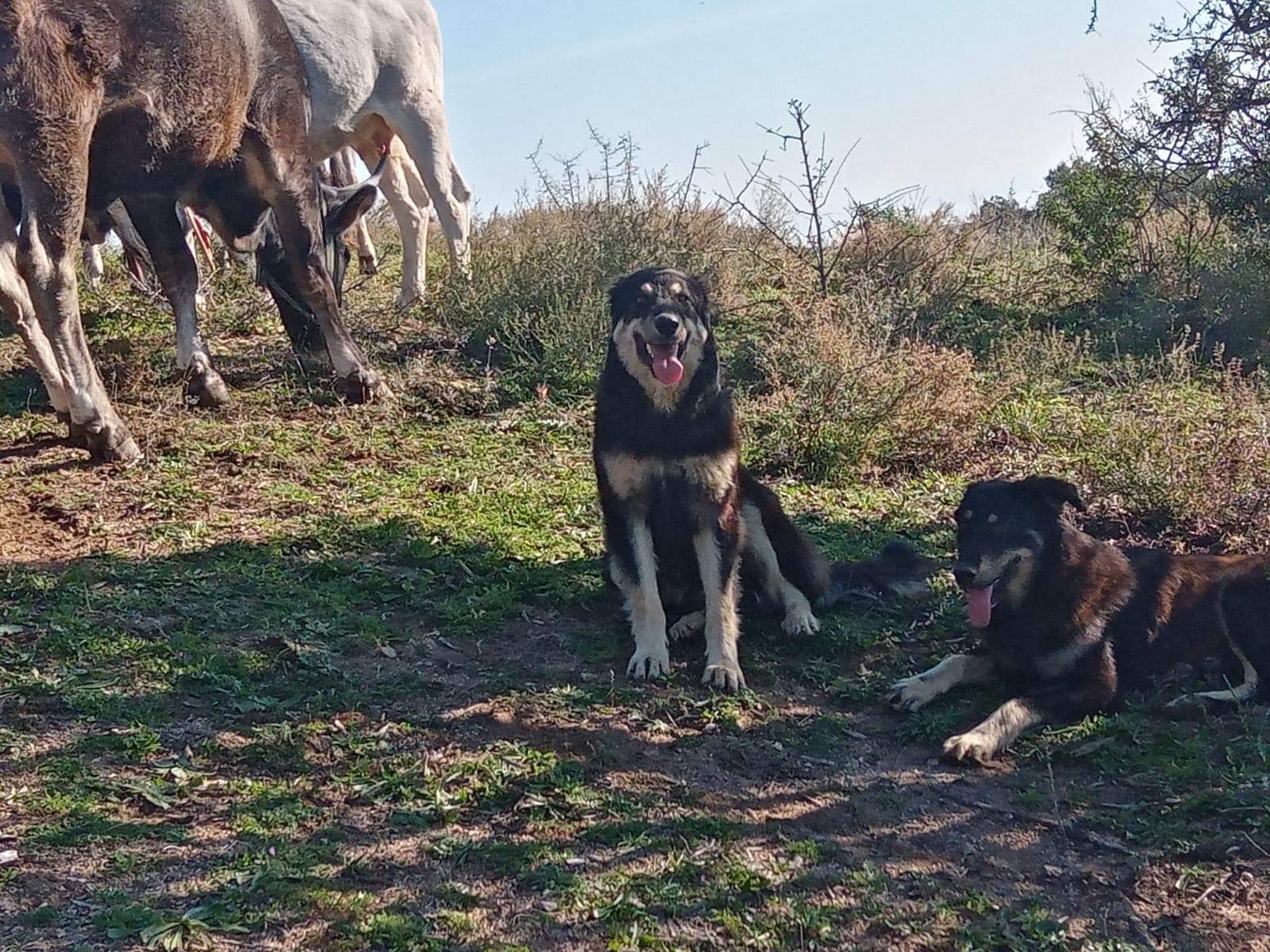 Sila Shepherd Club of America – Official North American Registry Since 2023
