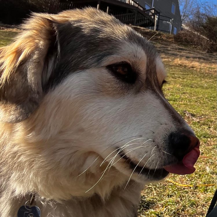 Available Puppies – Sila Shepherd Club of America