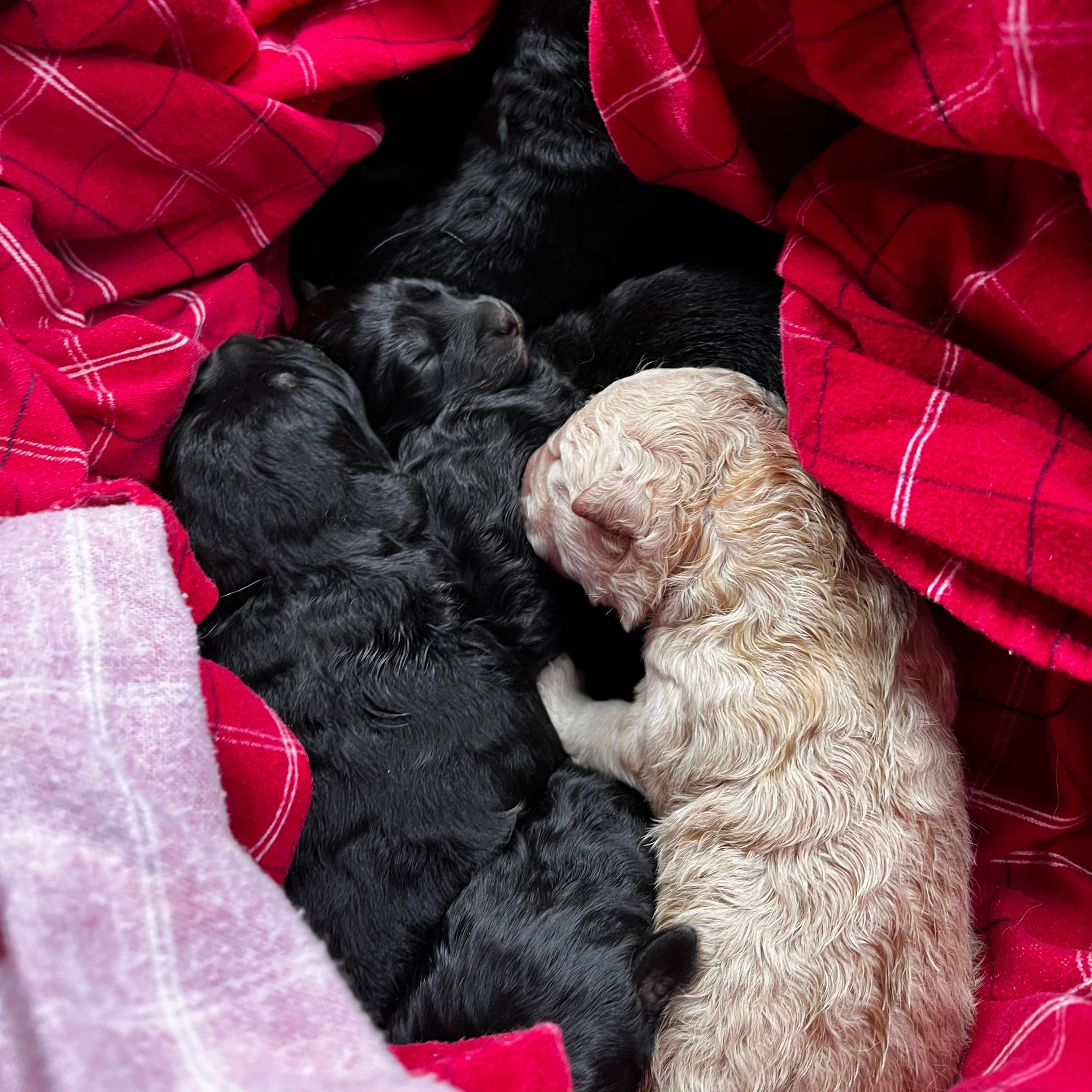 Available Puppies – Sila Shepherd Club of America