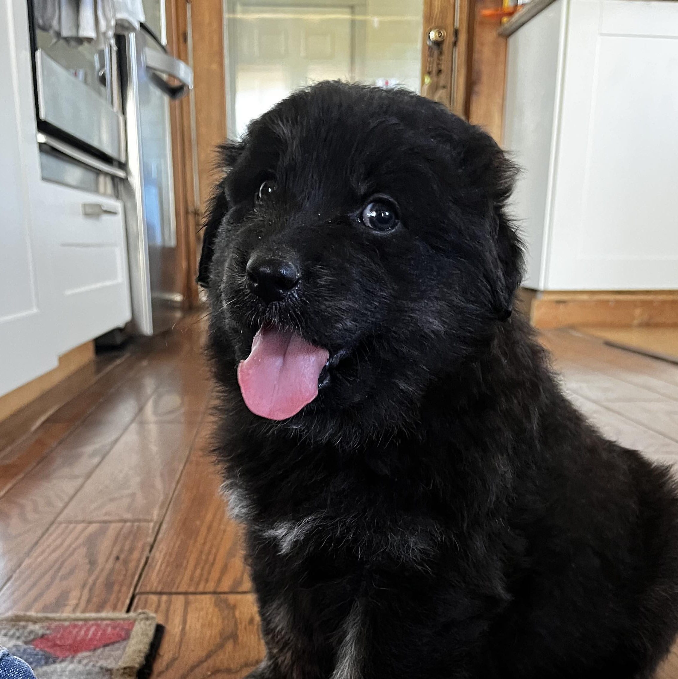 Available Puppies – Sila Shepherd Club of America
